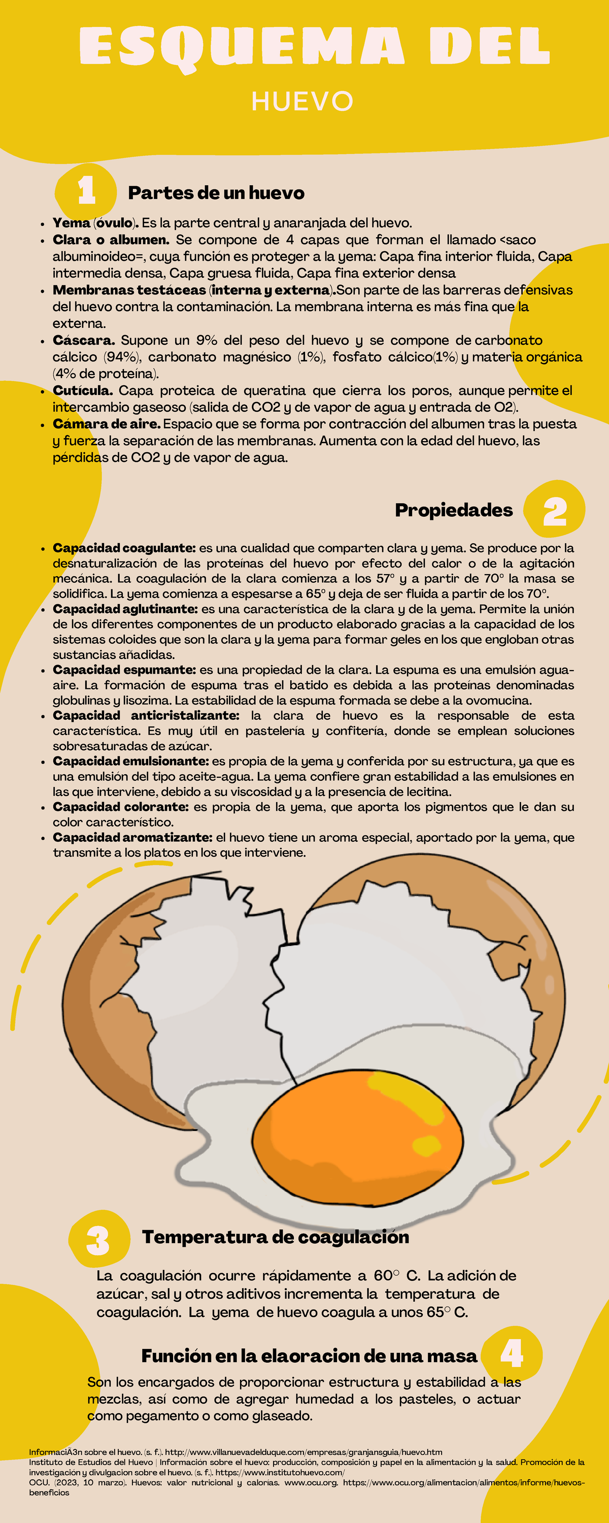 Esquema Detallado del Huevo: Partes y Propiedades Nutrientes - Studocu