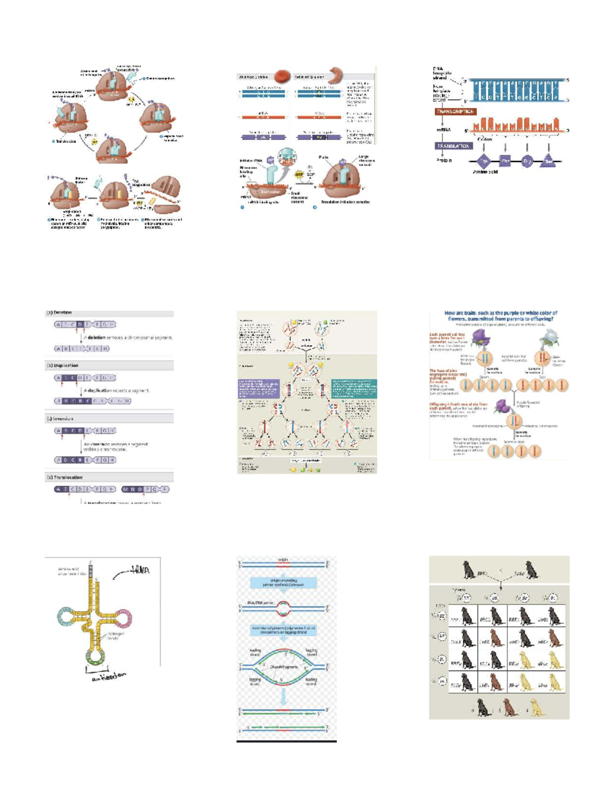 Biology 3% Final Exam Notes: Polypeptides & Genetic Traits - Studocu
