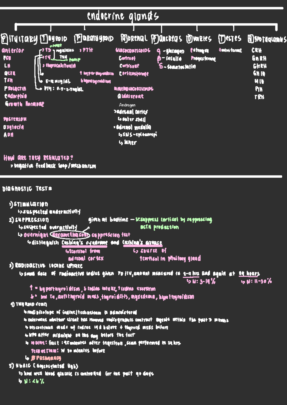 Endocrine Glands Overview: Hormones, Regulation, and Disorders - Studocu