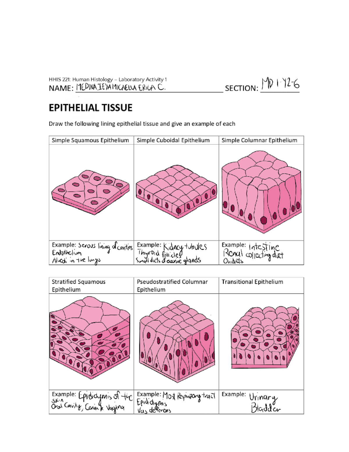 Laboratory Activity 2 Epithelial - HHIS 221: Human Histology Laboratory ...