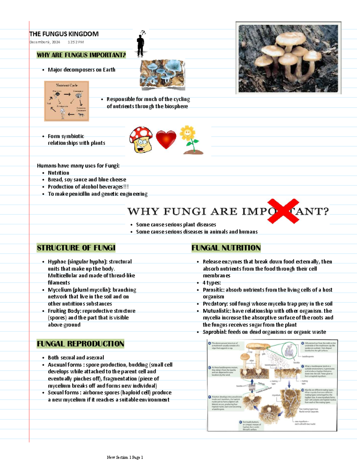 Diversity: THE FUNGUS KINGDOM - WHY ARE FUNGUS IMPORTANT? Major ...