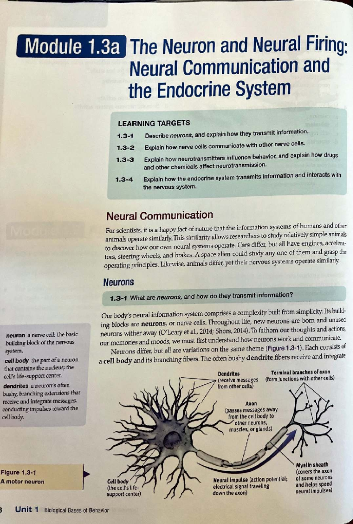 4iill Module 1.3a The Neuron and Neural Firing: Understanding ...