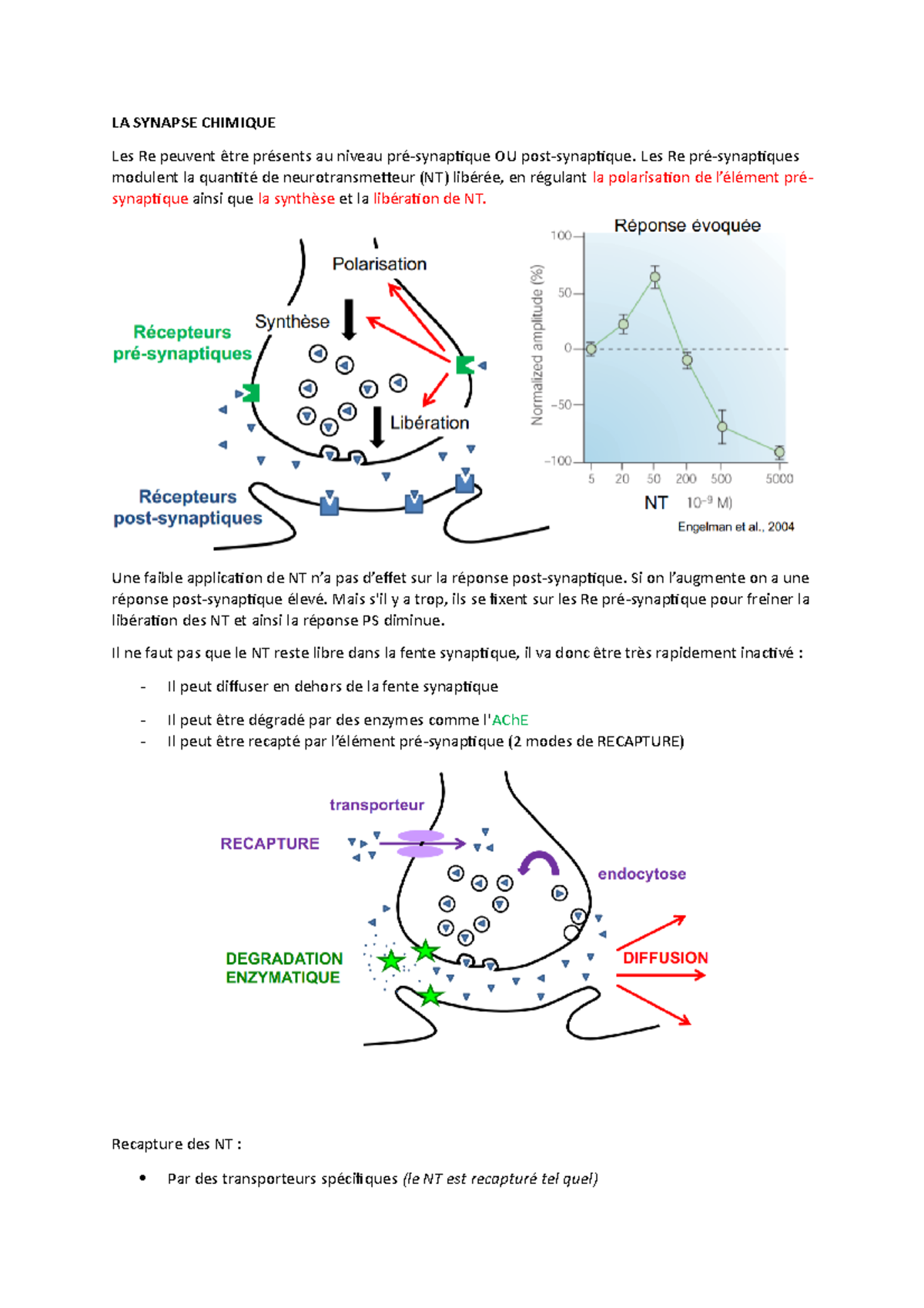 Synapse chimique - LA SYNAPSE CHIMIQUE Les Re peuvent être présents au niveau pré-synaptique OU ...