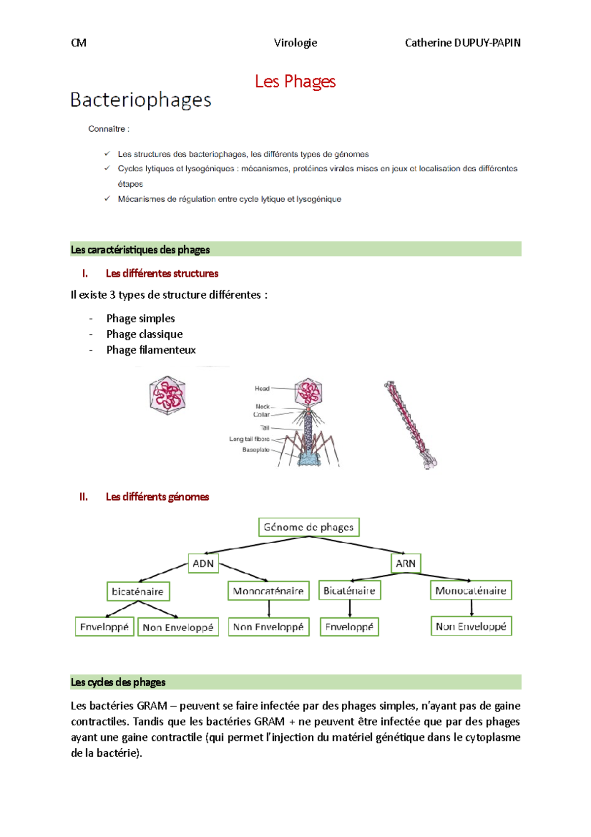 Les Phages - Cours - Les Phages Les caractéristiques des phages I. Les ...