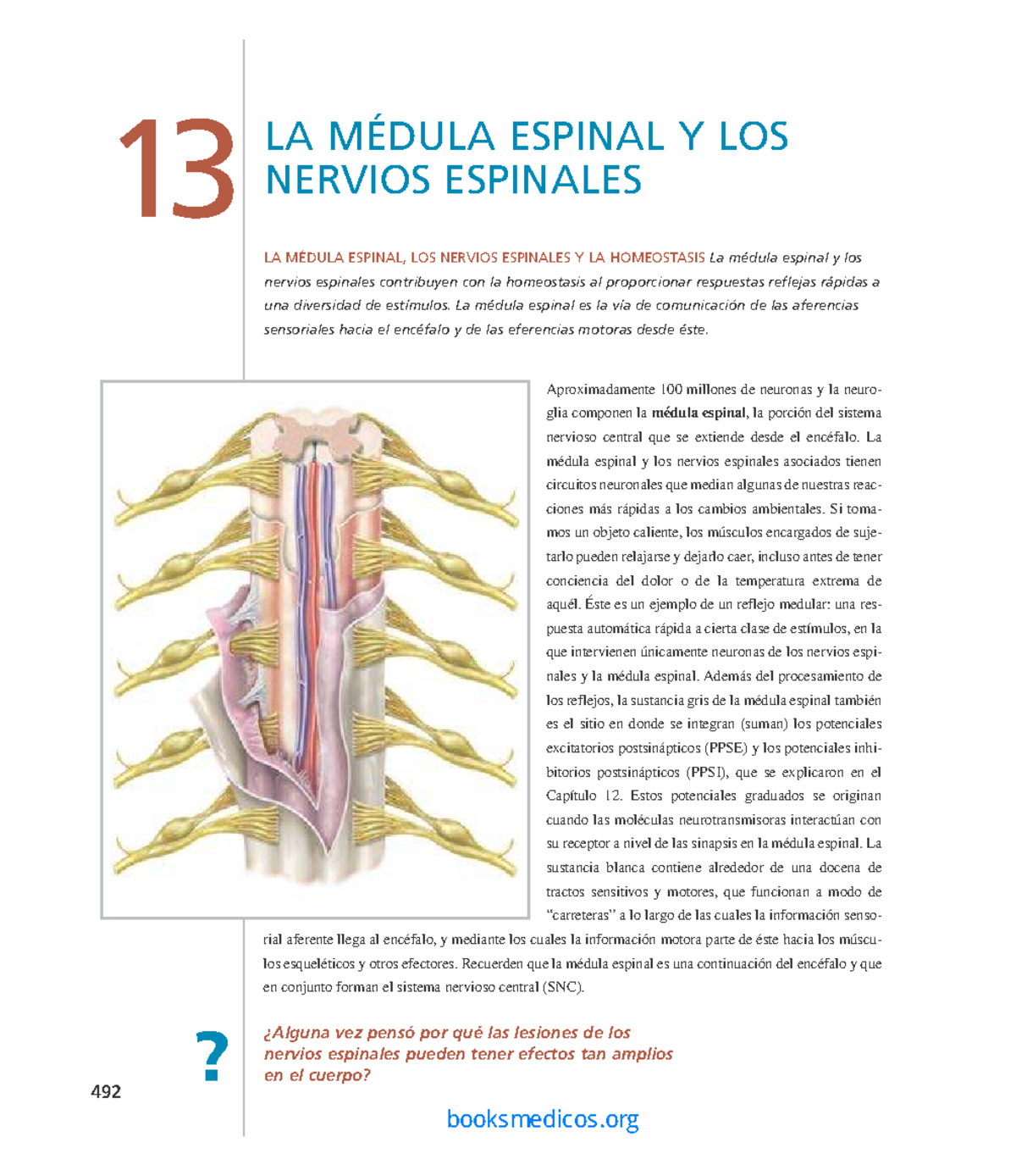 Anatomía y Fisiología de la Médula Espinal y Nervios Espinales - 1-525-559 - Studocu