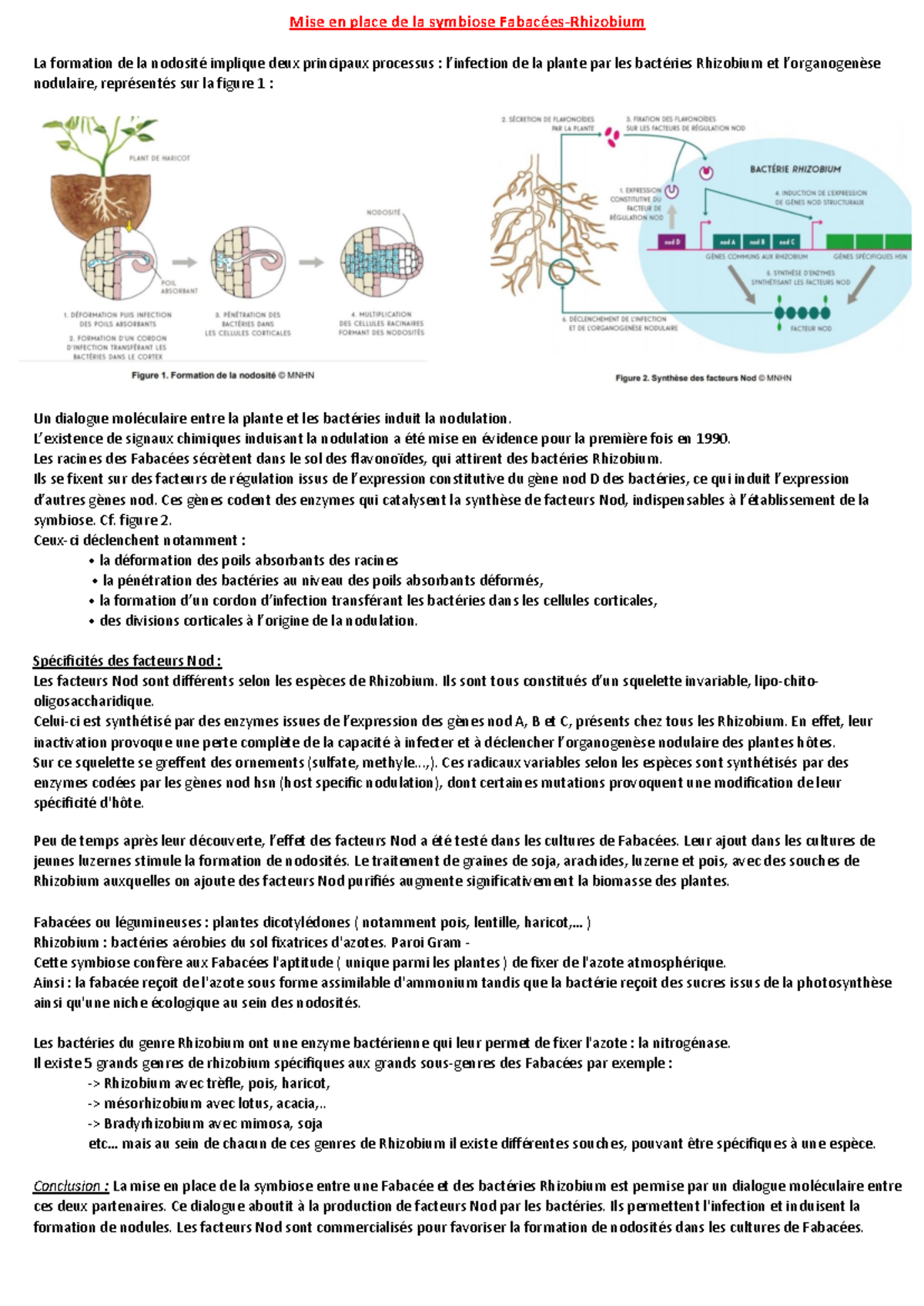 Symbiose Fabacées-Rhizobium : Mécanismes et Facteurs Nod Explicatifs ...