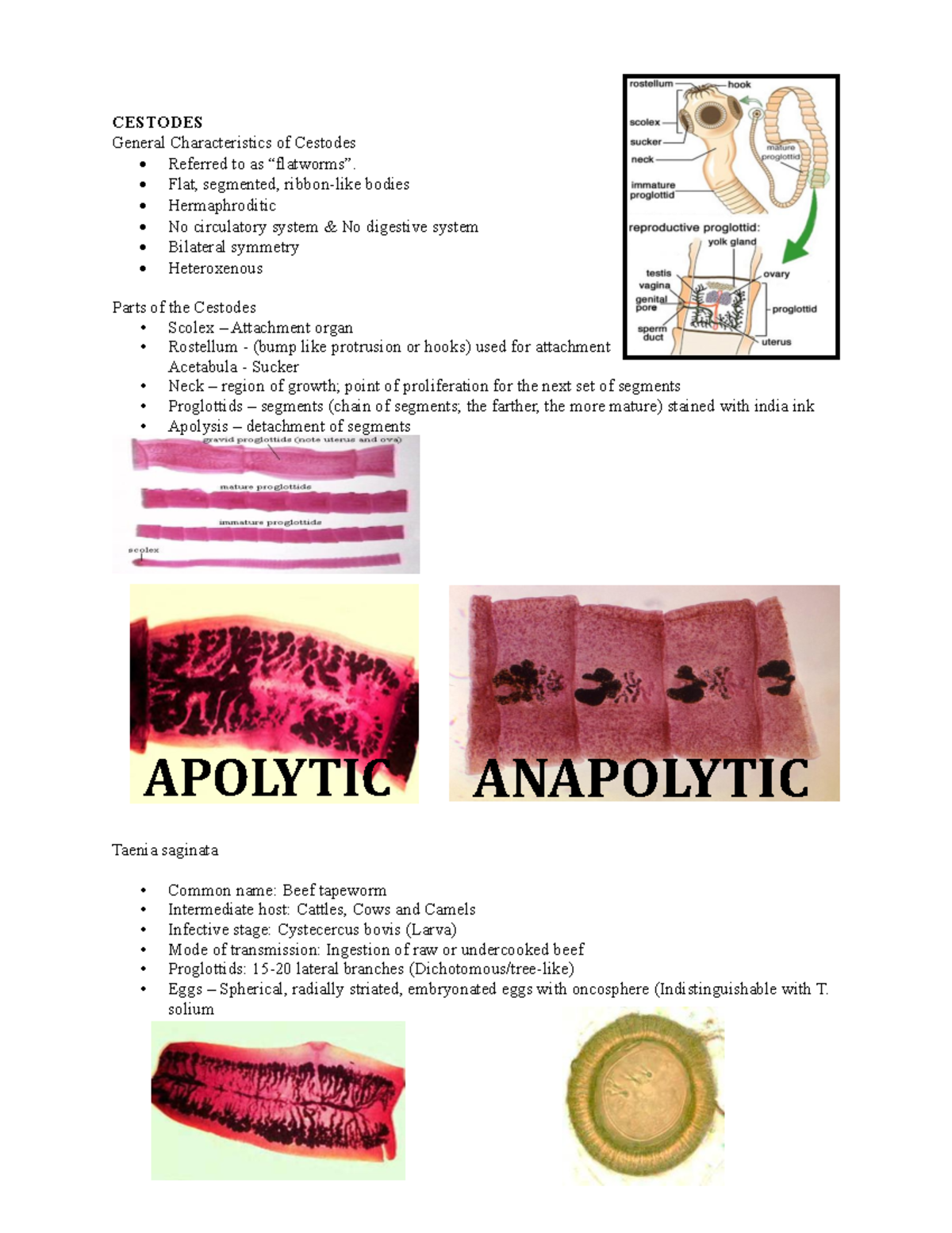 CST 101: Cestodes & Trematodes - Final Exam Study Guide - Studocu