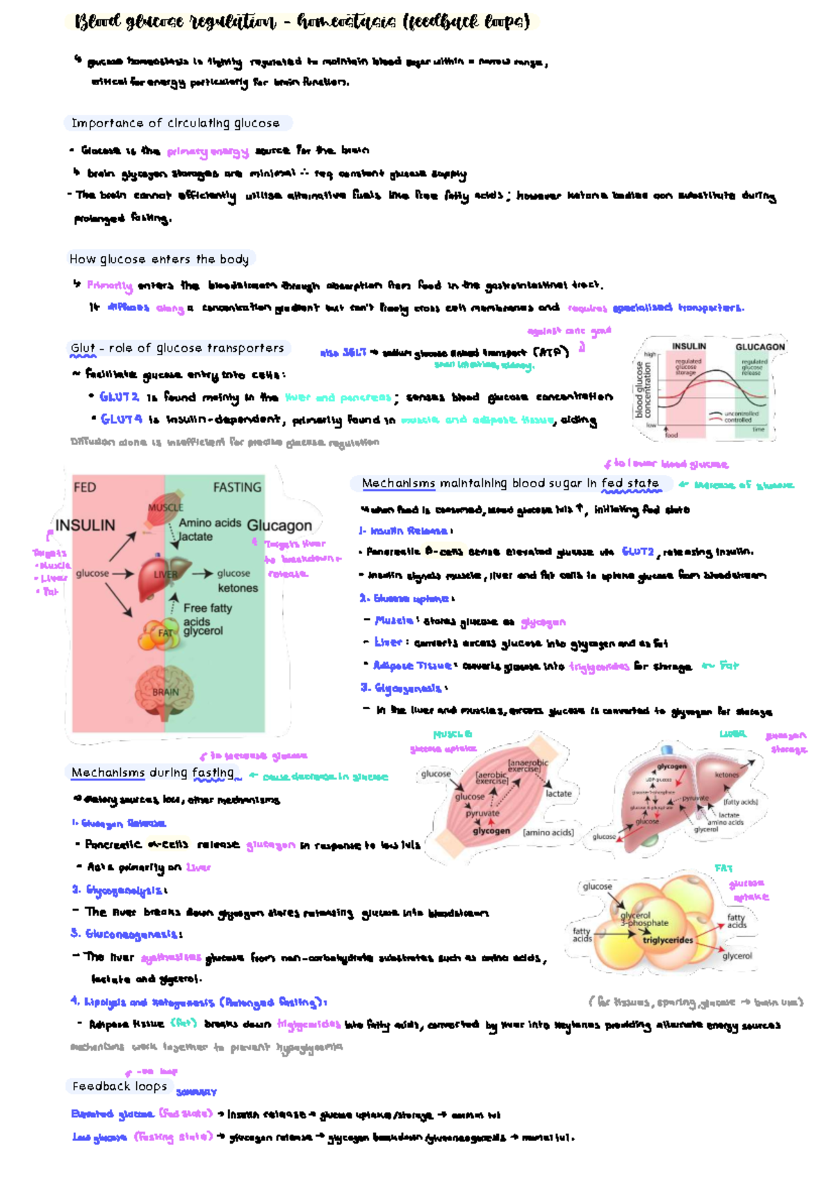 MEDS1OO1 Lecture Notes: Blood Glucose Regulation & Homeostasis - Studocu