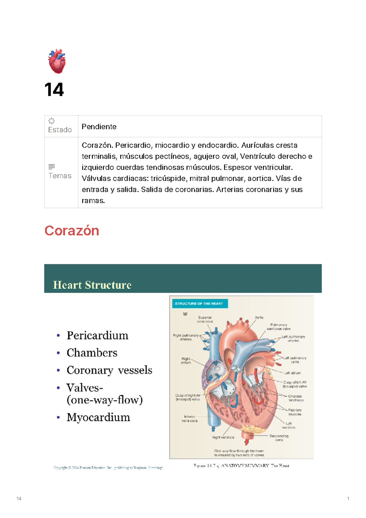Corazón. Pericardio, miocardio y endocardio. Aurículas cresta ...