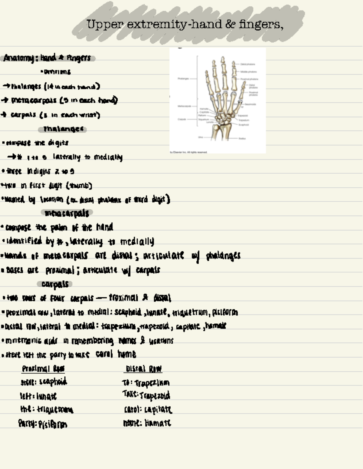 Hand and Finger Radiology: Anatomy and Projections Overview - Studocu