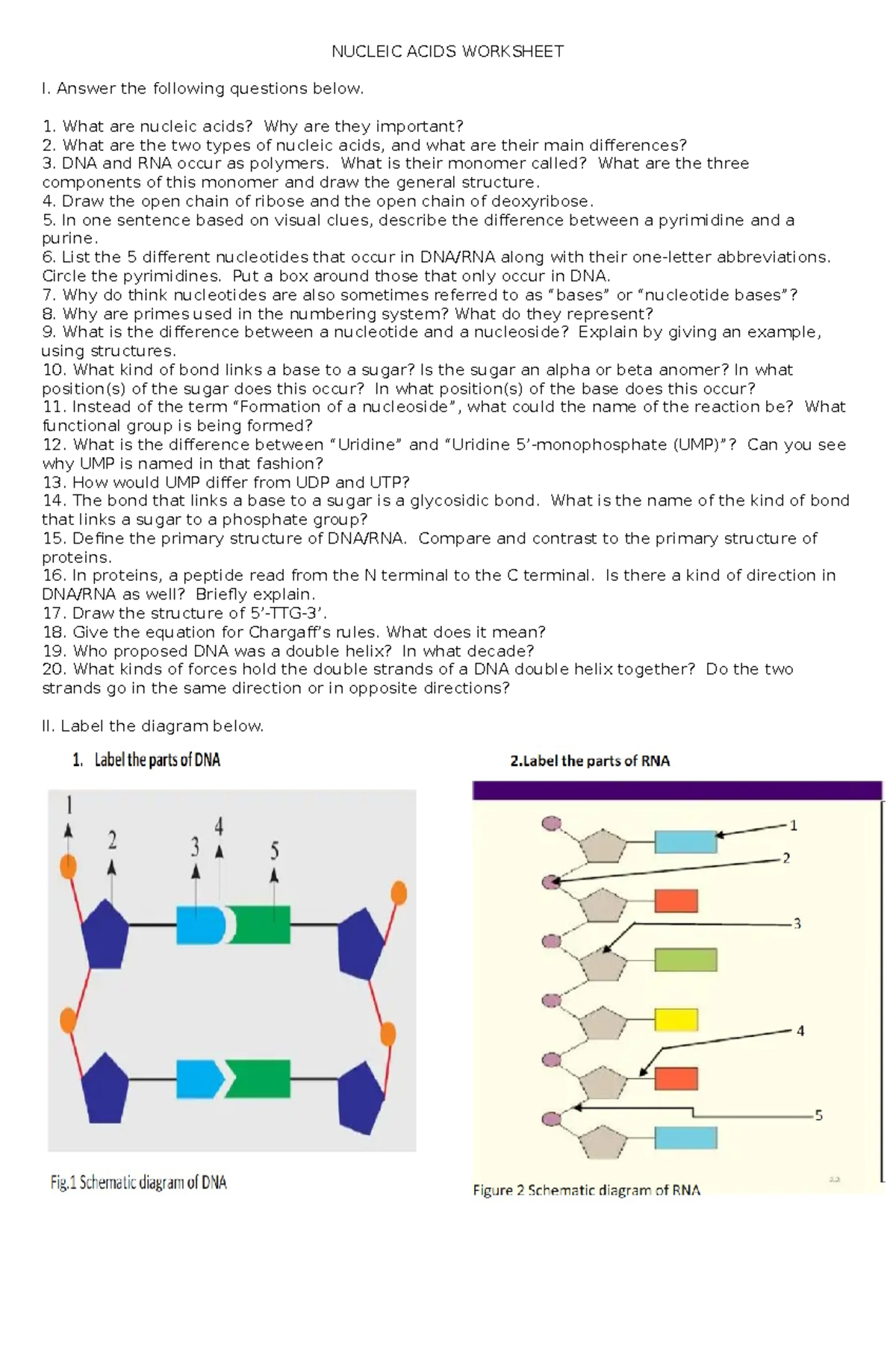 Nucleic Acids Worksheet: Key Concepts and Structures Review - Studocu