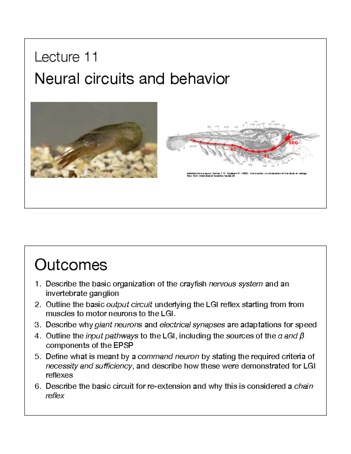Crayfish Nervous System: Neural Circuits and Behaviors (BIO 101 Lecture) - Studocu