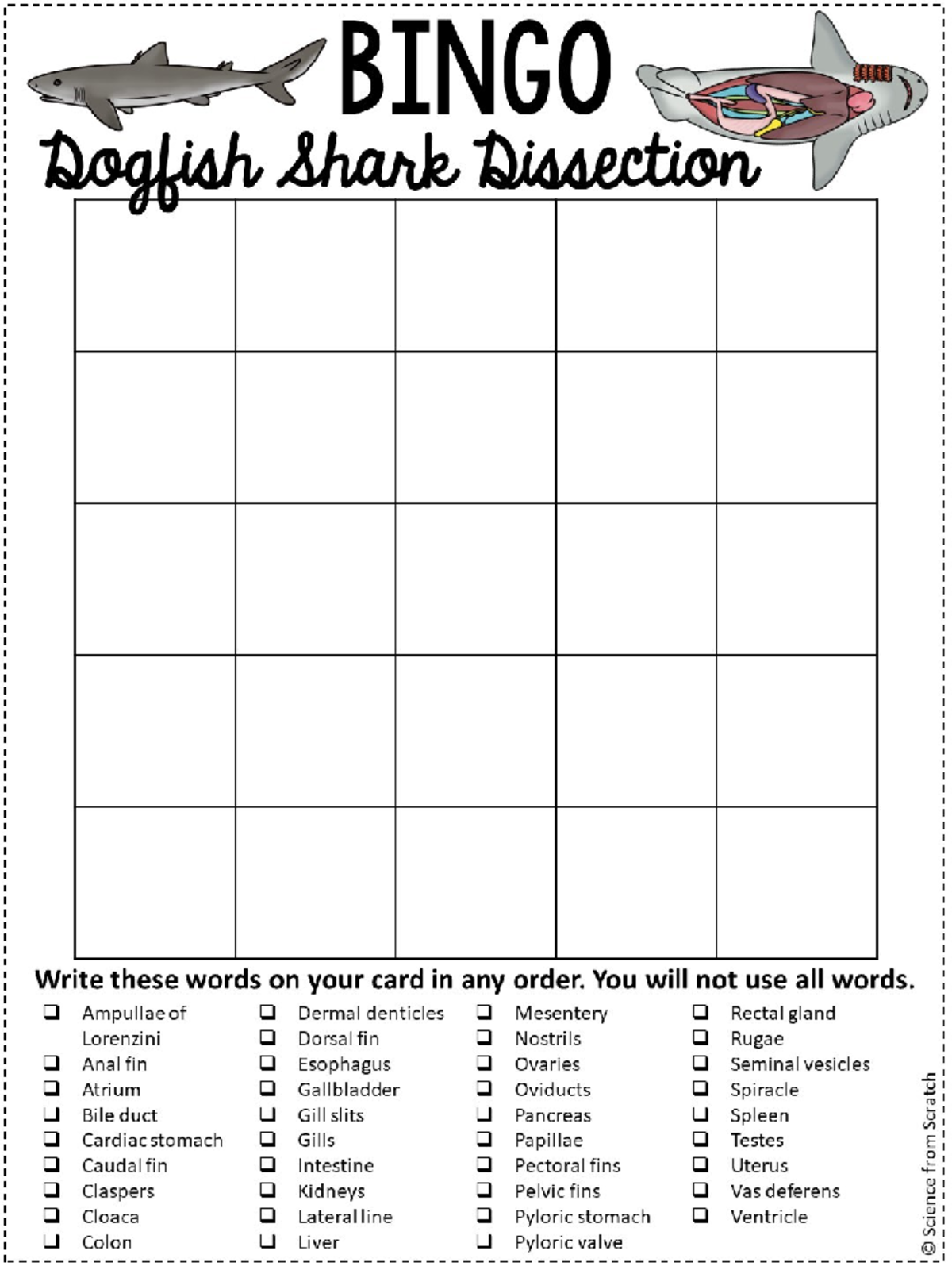 Dogfish Shark Dissection Worksheet