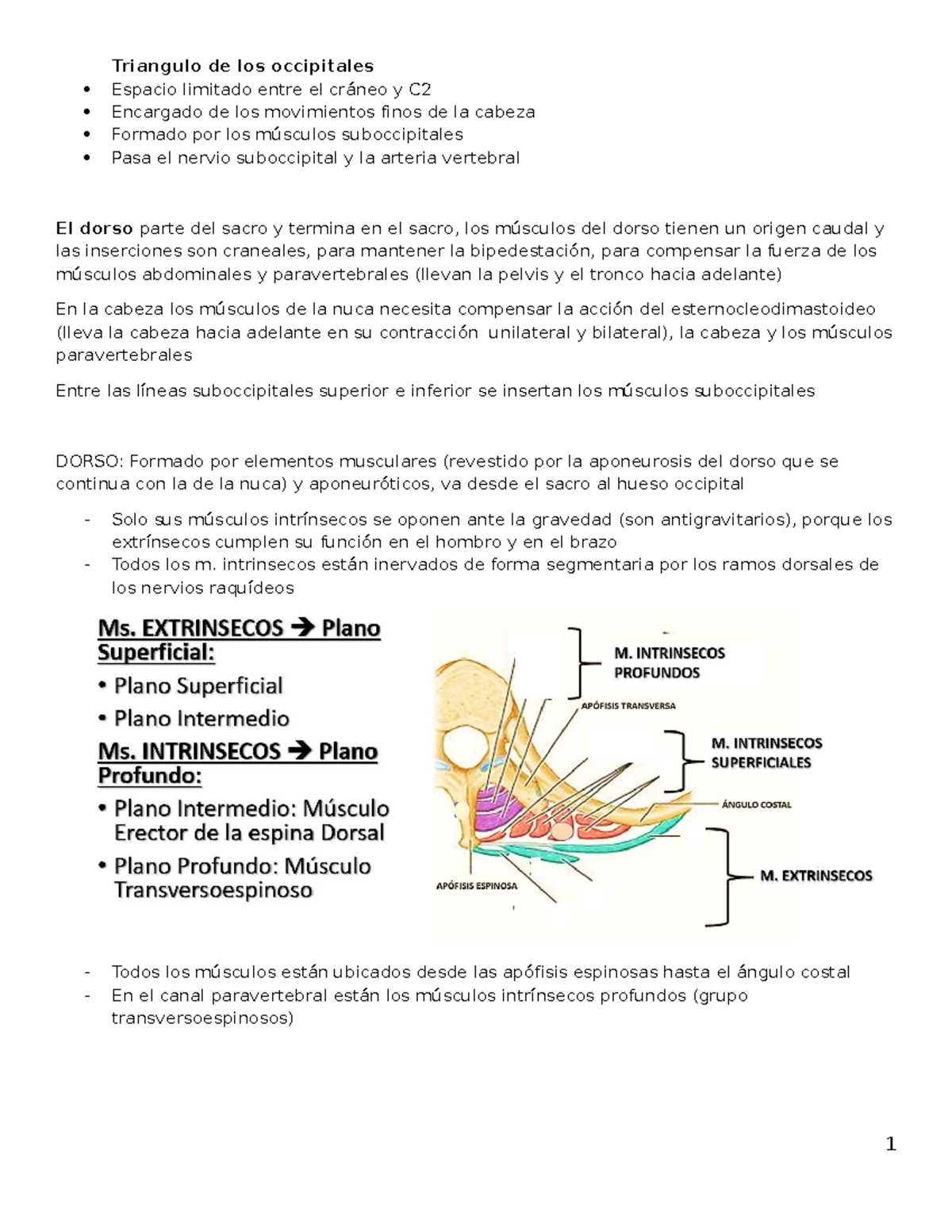 Resumen de la Clase: NUCA y DORSO - Anatomía y Funciones - Studocu