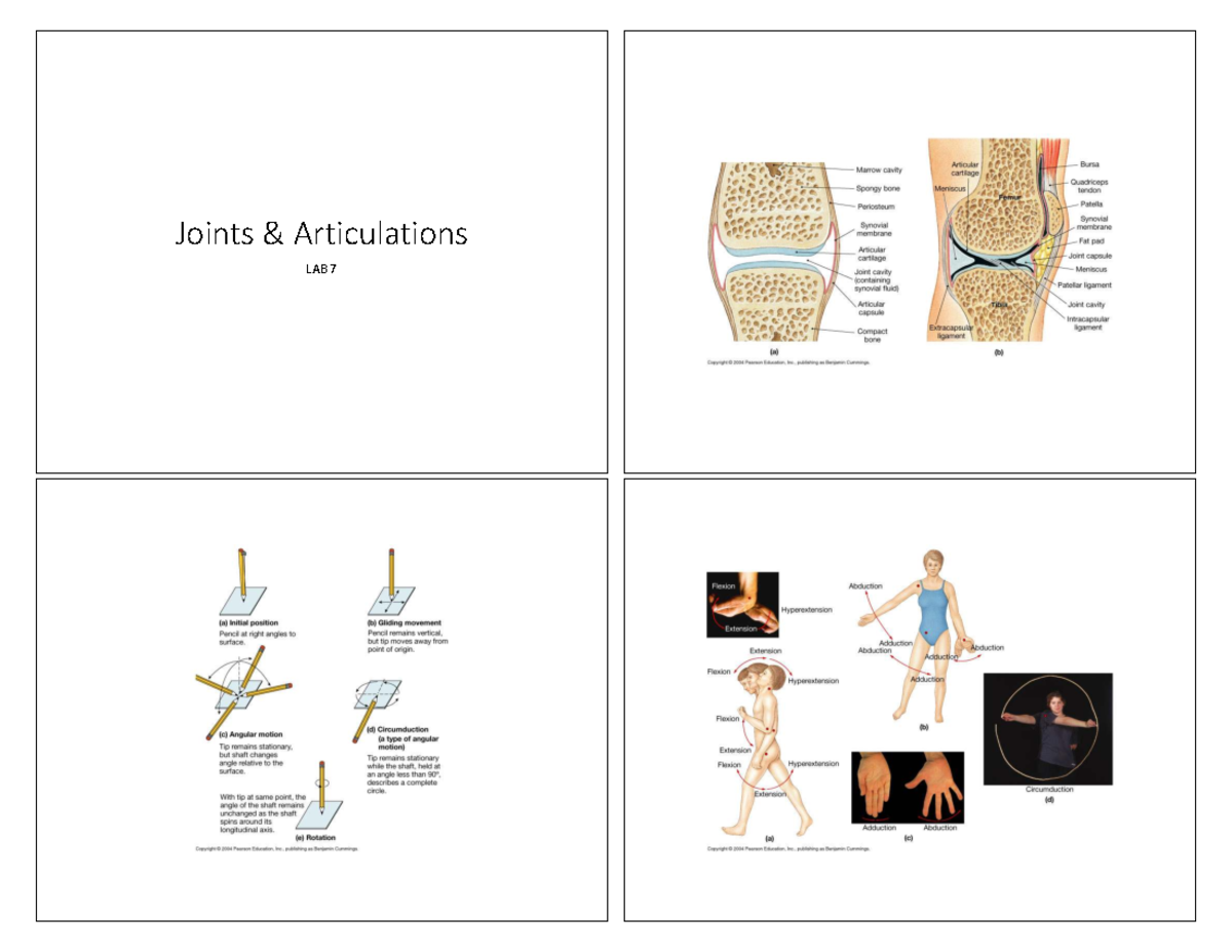 LAB 07 - Joints & Articulations: Anatomy and Movements - Studocu