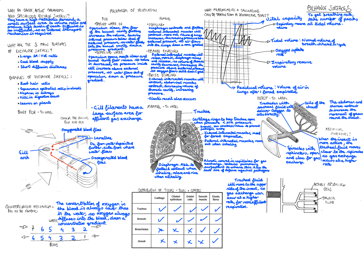 8. Exchange Surfaces A3 Revision Sheet - WHY Do LARGE, ACTIVE ORGANIUMS ...