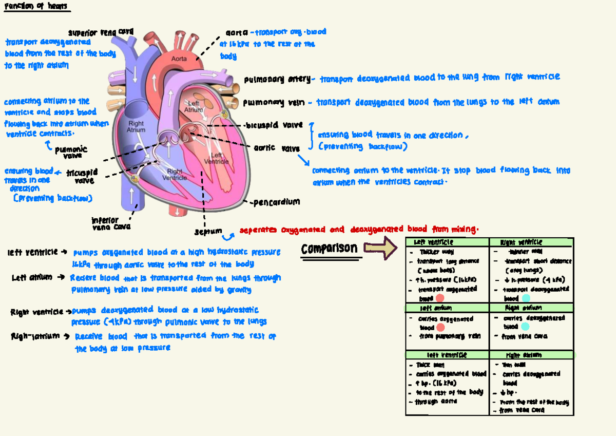 Function of the Heart: Blood Transport Mechanisms (Biology 101) - Studocu