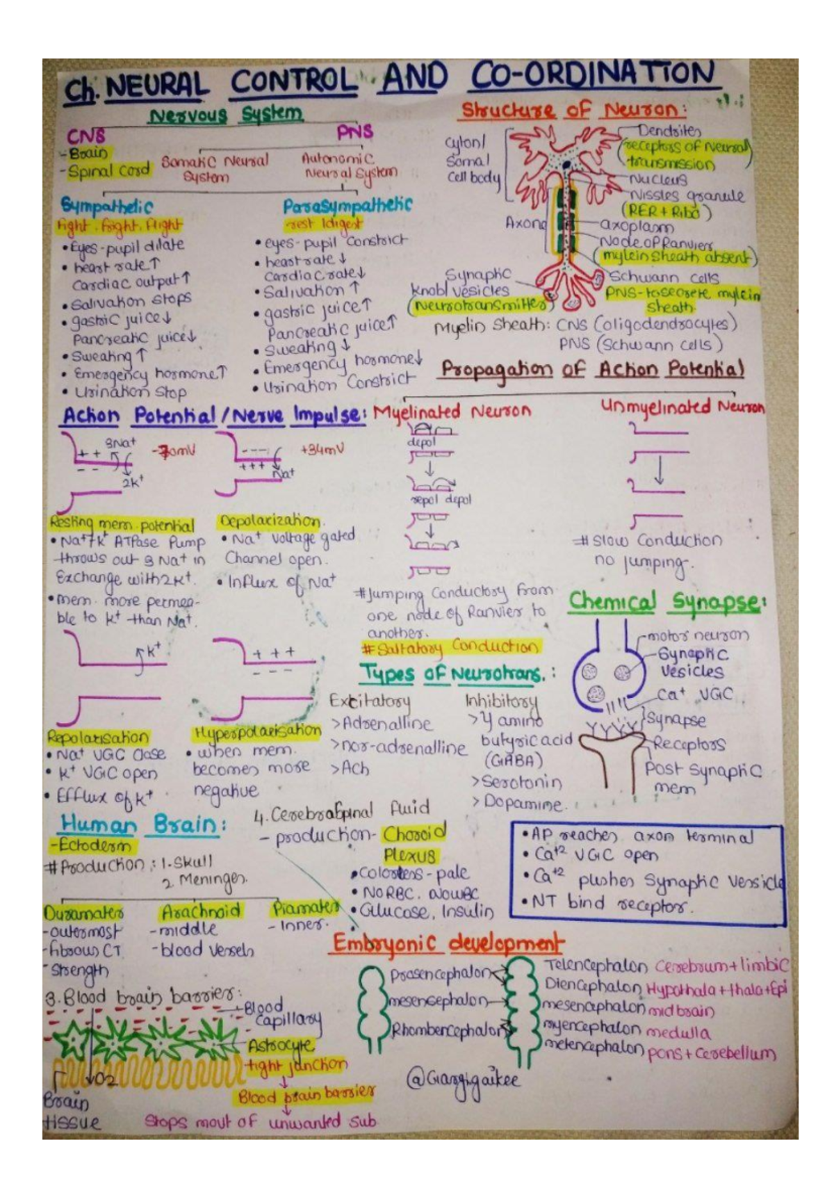 Ch. 11 Neural Control and Coordination - Class 11 Notes - Studocu