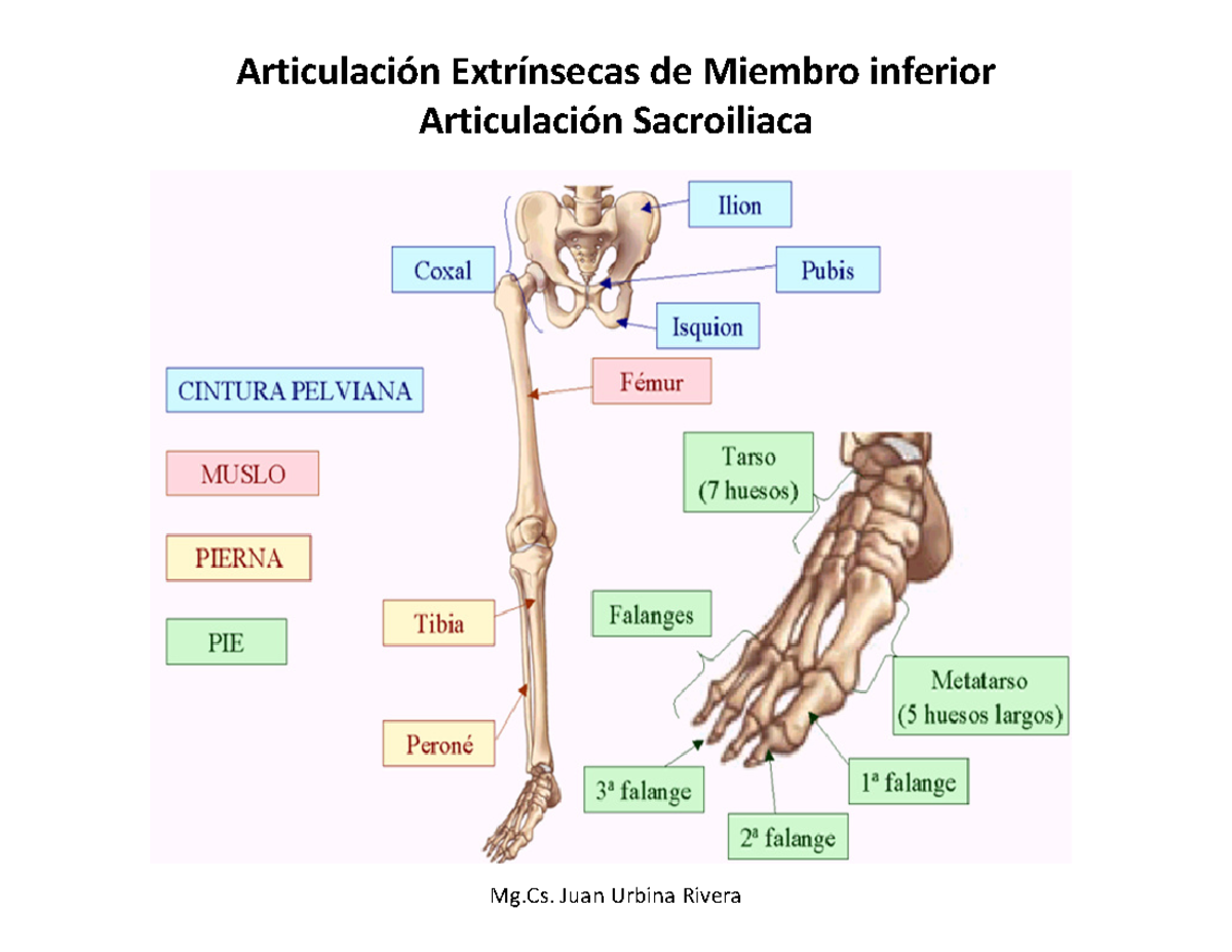 Anatomia Artrologia Miembro Inferior - Articulación Extrínsecas de ...