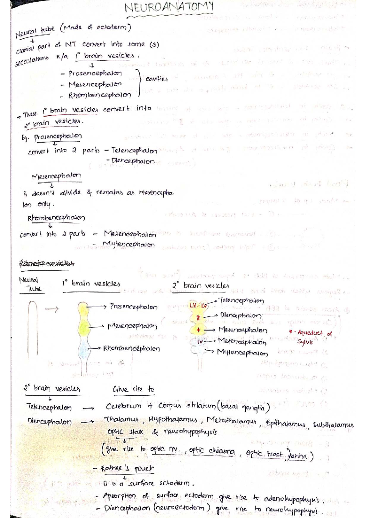 Neuroanatomy: Neural Tube Development and Brain Vesicle Formation - Studocu