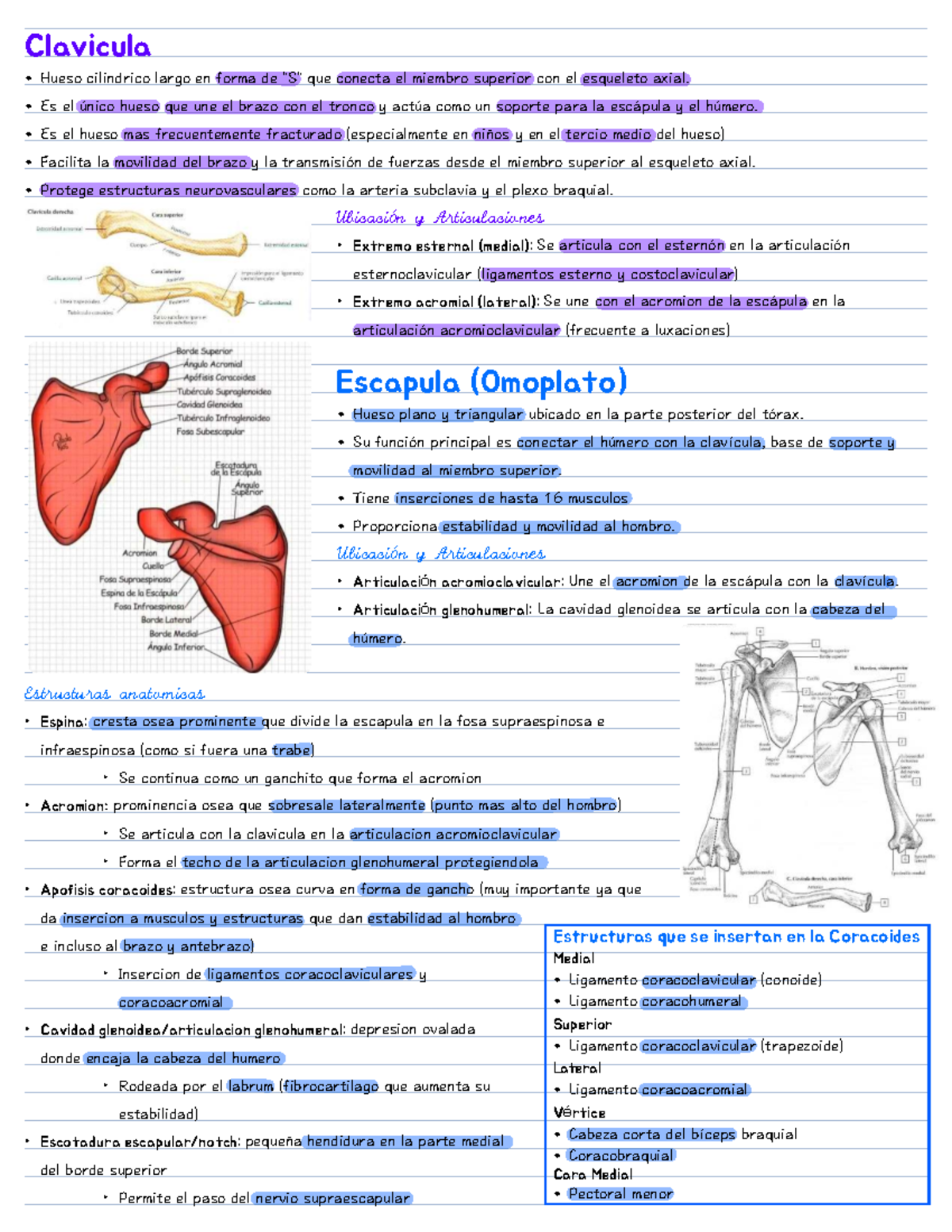 Miembro Superior: Anatomía y Funciones del Húmero y Clavícula - Studocu