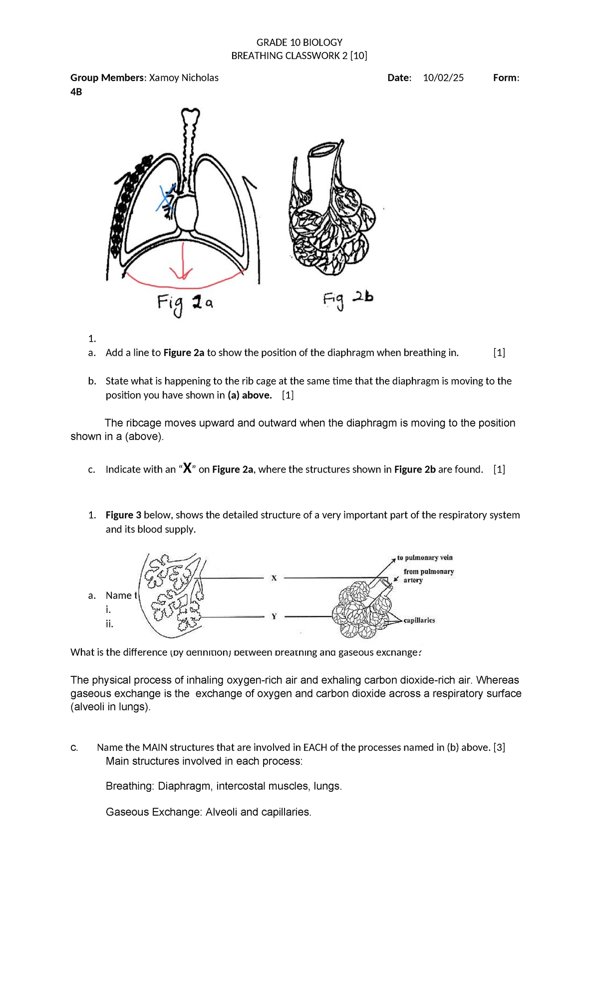 GRADE 10 BIOLOGY BREATHING CLASSWORK 2 - RESPIRATORY SYSTEM DETAILS ...
