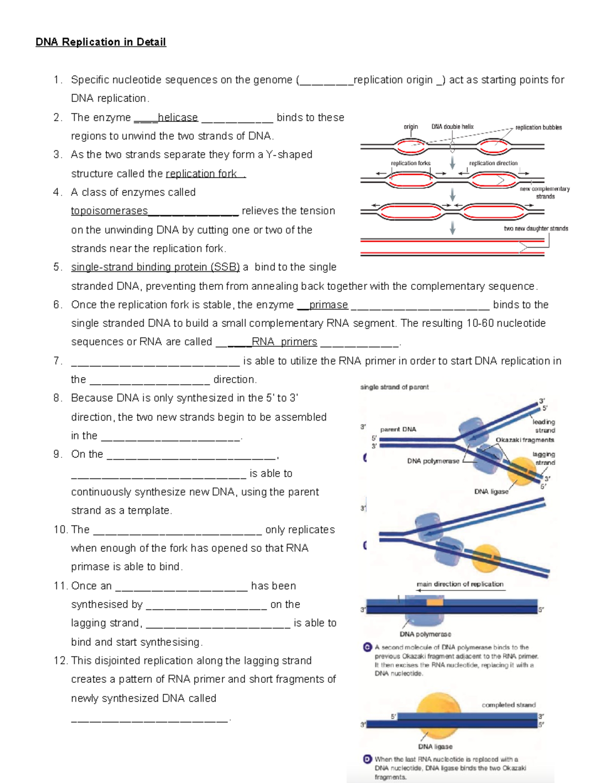 DNA Replication in Detail - Fill in the Blank Study Notes - Studocu