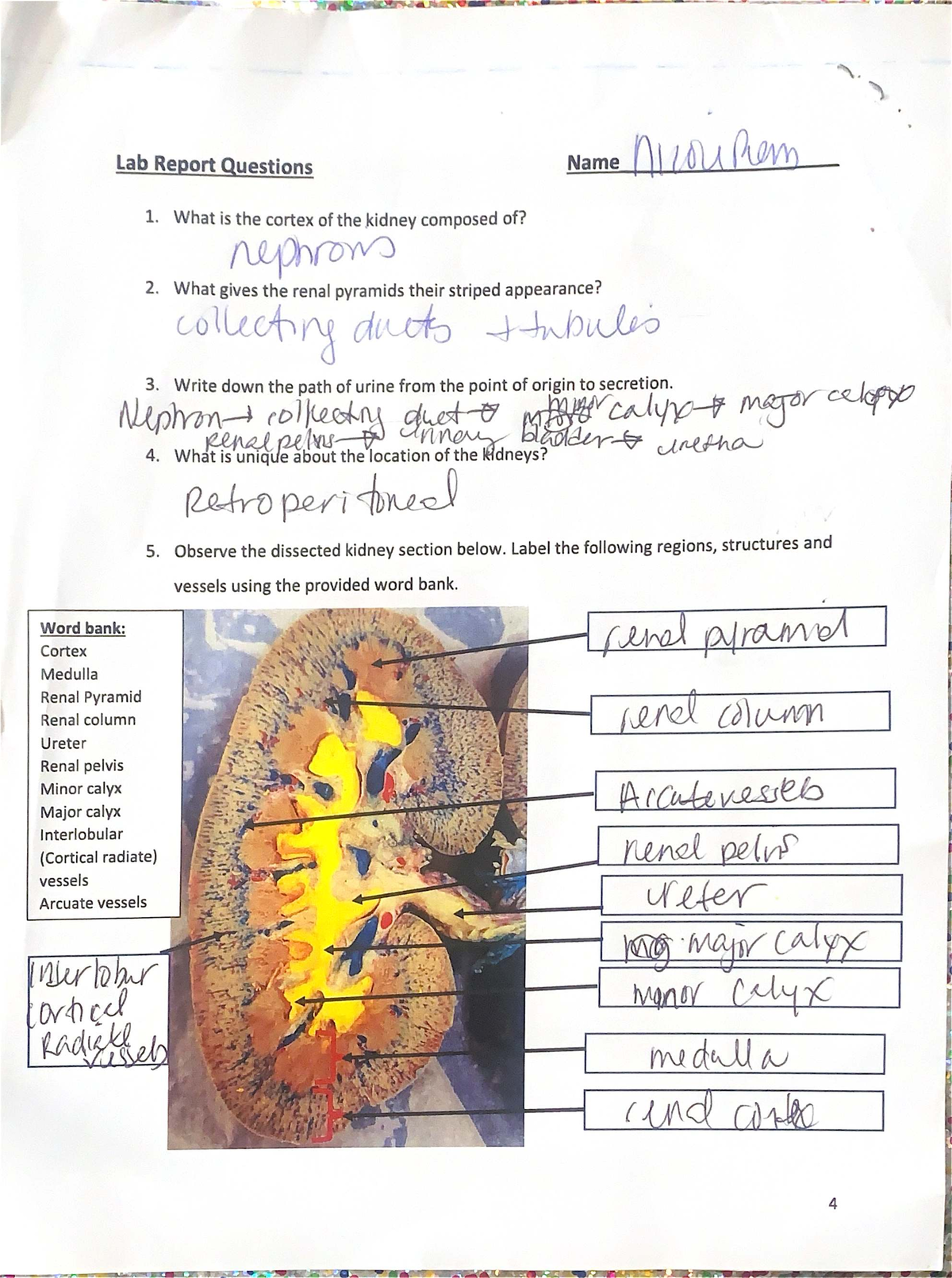 Lab 5: Kidney Dissection Assignment and Questions - Studocu