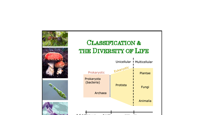 BIO 3: Classification and Phylogeny of Organisms - Taxonomy Insights ...