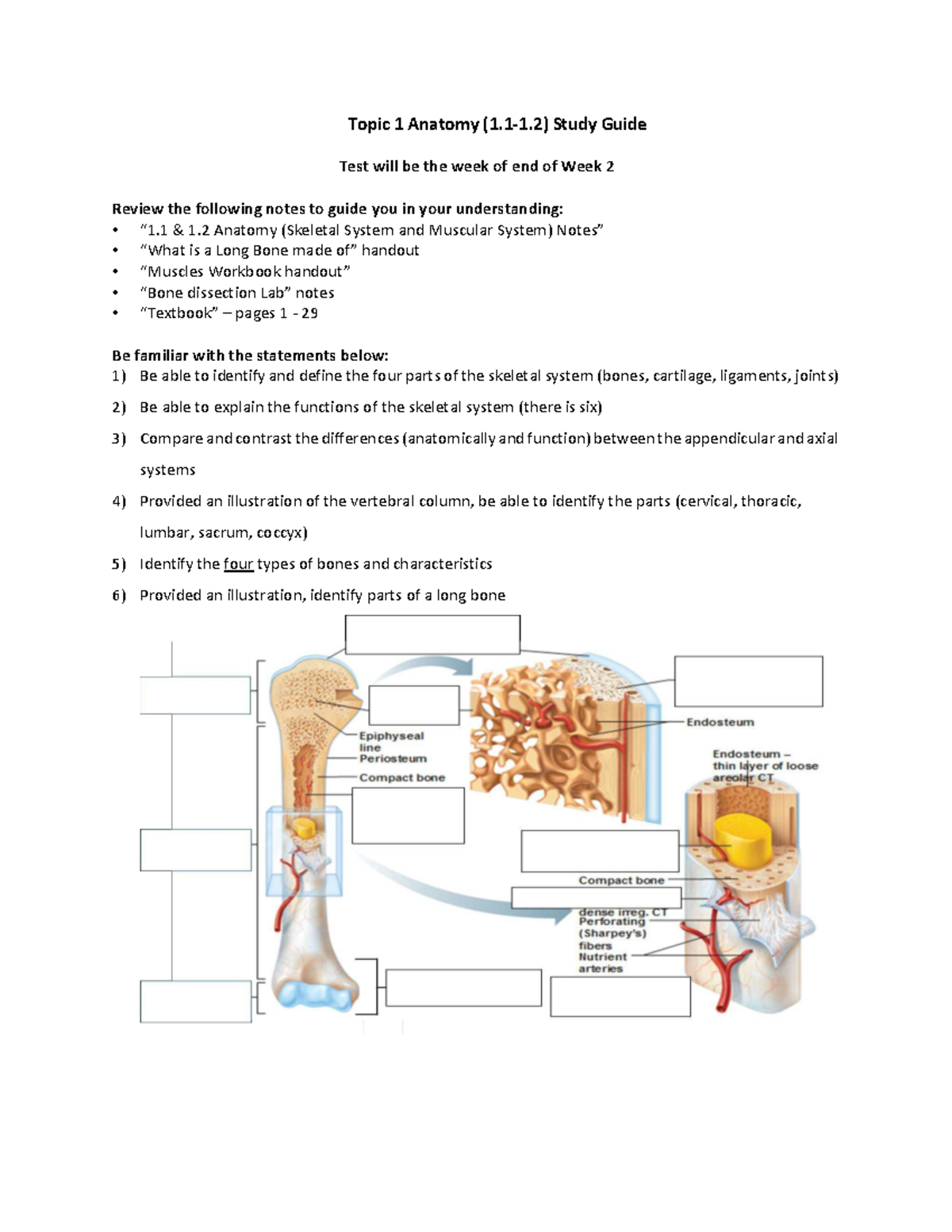 Anatomy Study Guide 1.1-1.2: Skeletal & Muscular Systems Review - Studocu