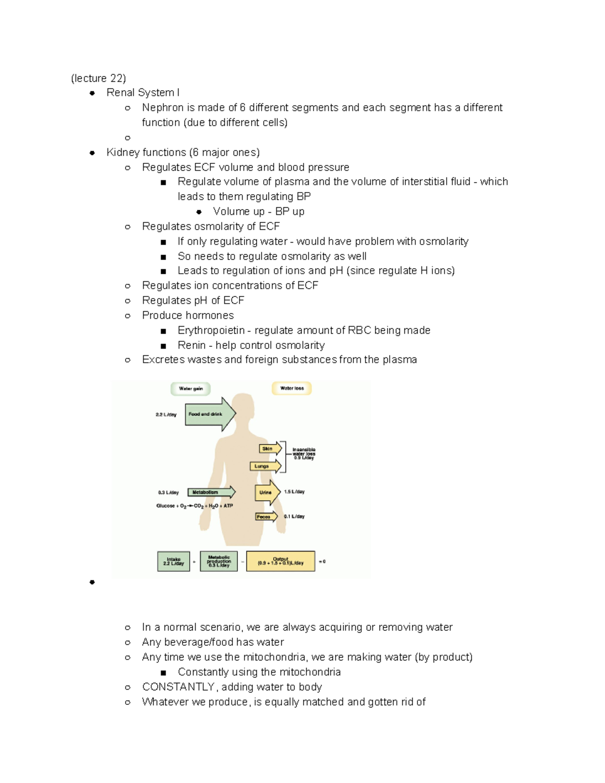Kidneys - Lecture Notes on Renal System Functions and Structures - Studocu