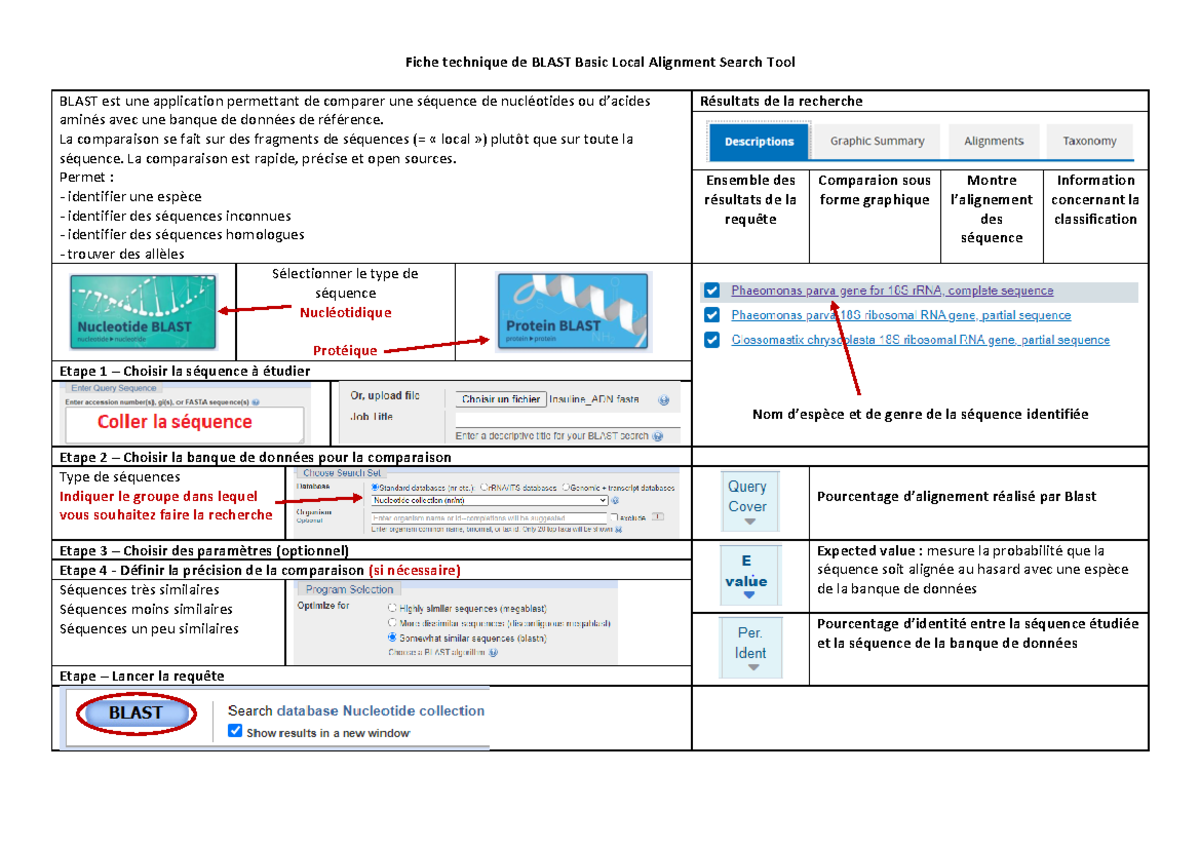 Fiche Technique BLAST pour l'Alignement Local de Séquences - Studocu
