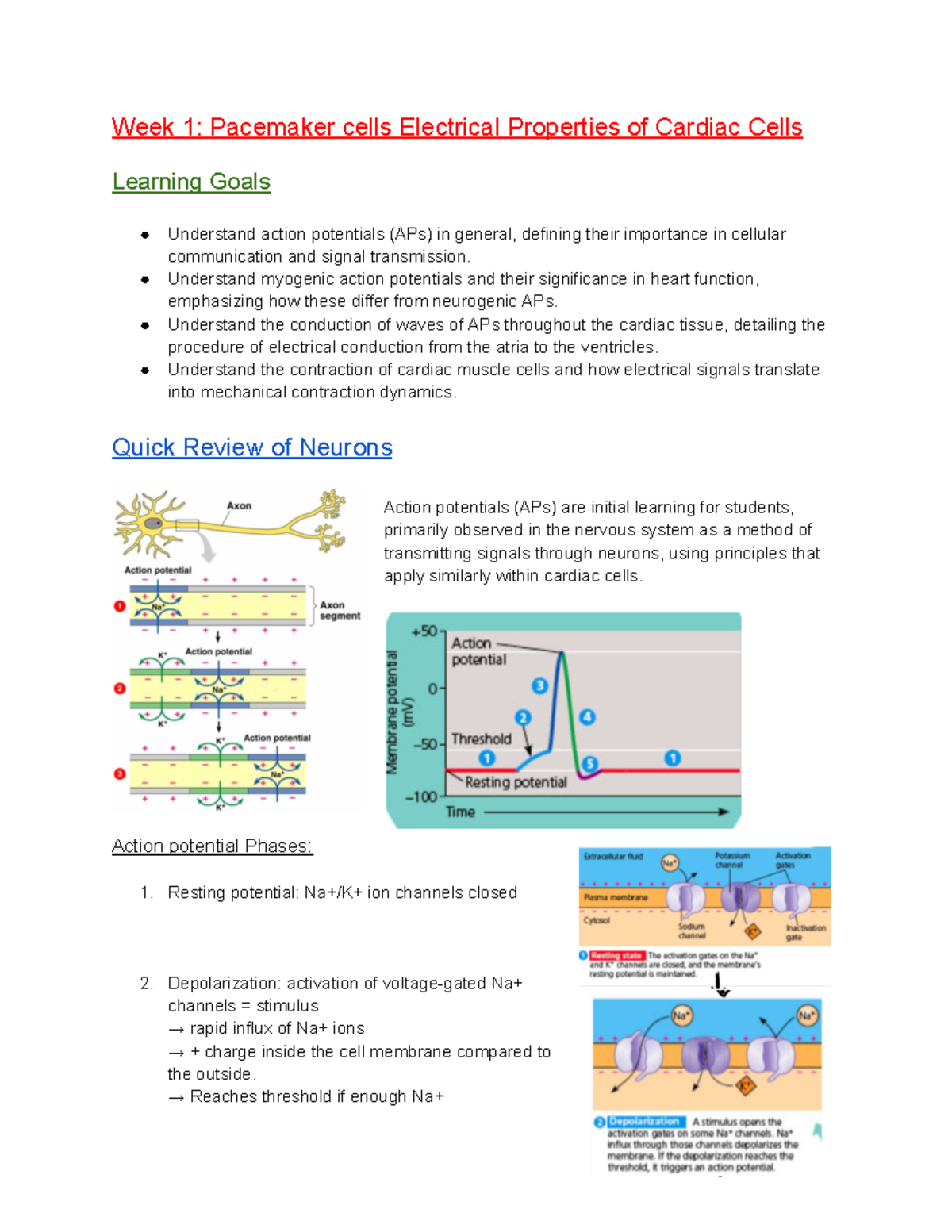Physiology II: Week 1 Notes on Action Potentials & Cardiac Muscle ...