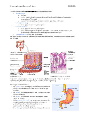 Histologie Lever en galwegen - Leverlobjes worden van elkaar gescheiden ...