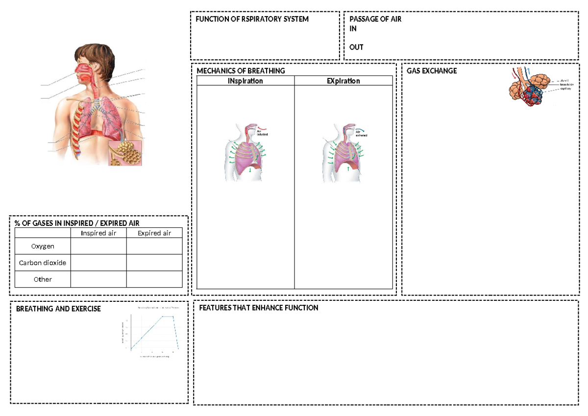 Summary sheet - Respiratory system - MECHANICS OF BREATHING GAS ...