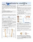 C2 Anatomia Muslo - El muslo es la región entre la cadera y la ...