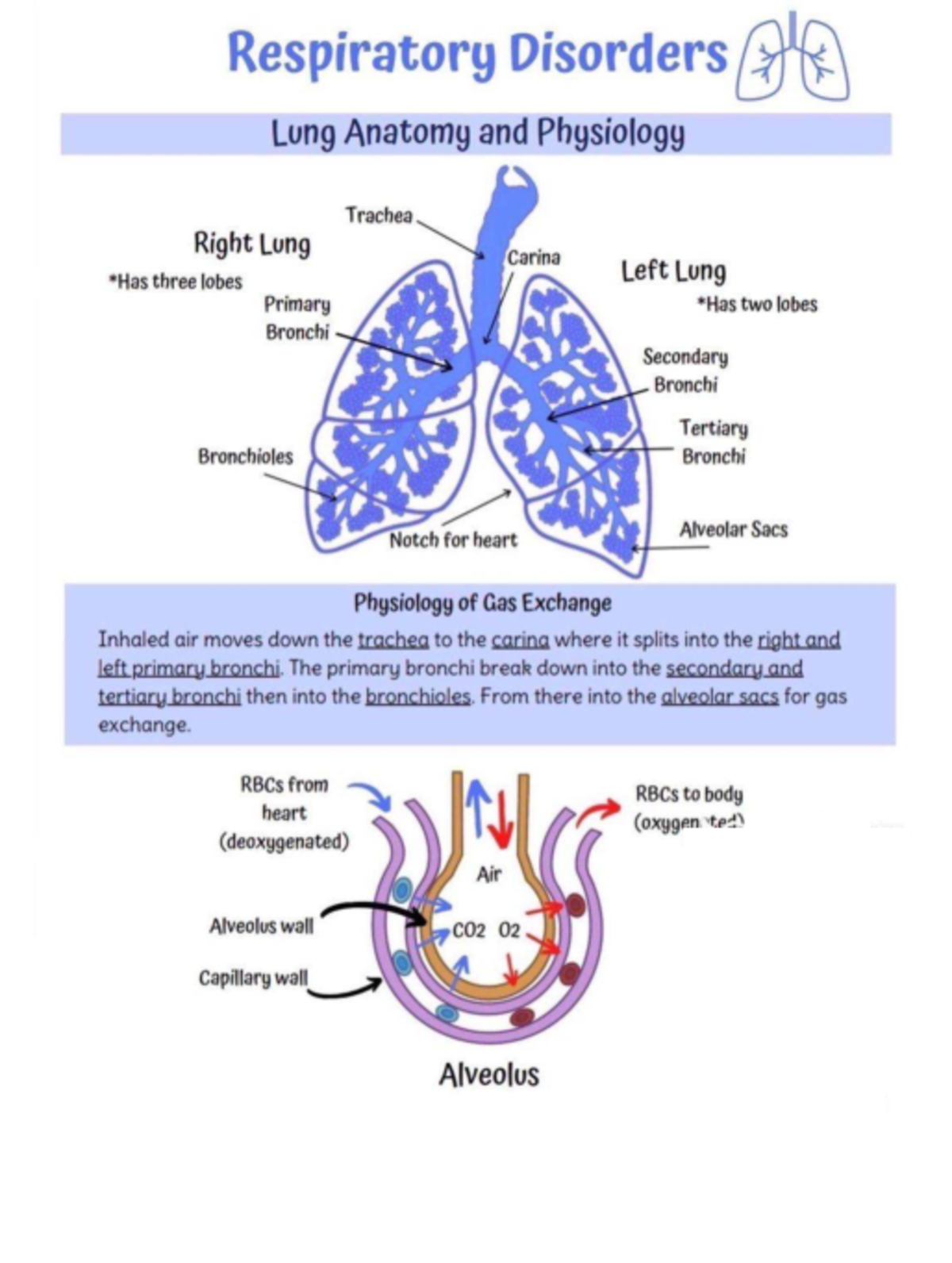 Respiratory Disorders Overview: Anatomy, Physiology & Conditions ...