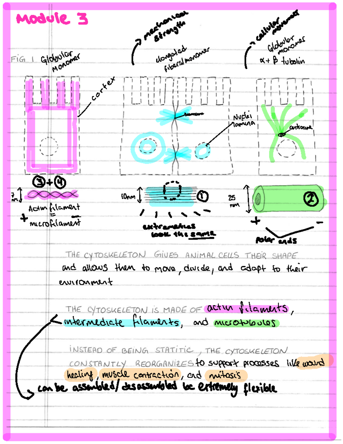 Module 3: The Cytoskeleton's Role in Animal Cell Function - Studocu
