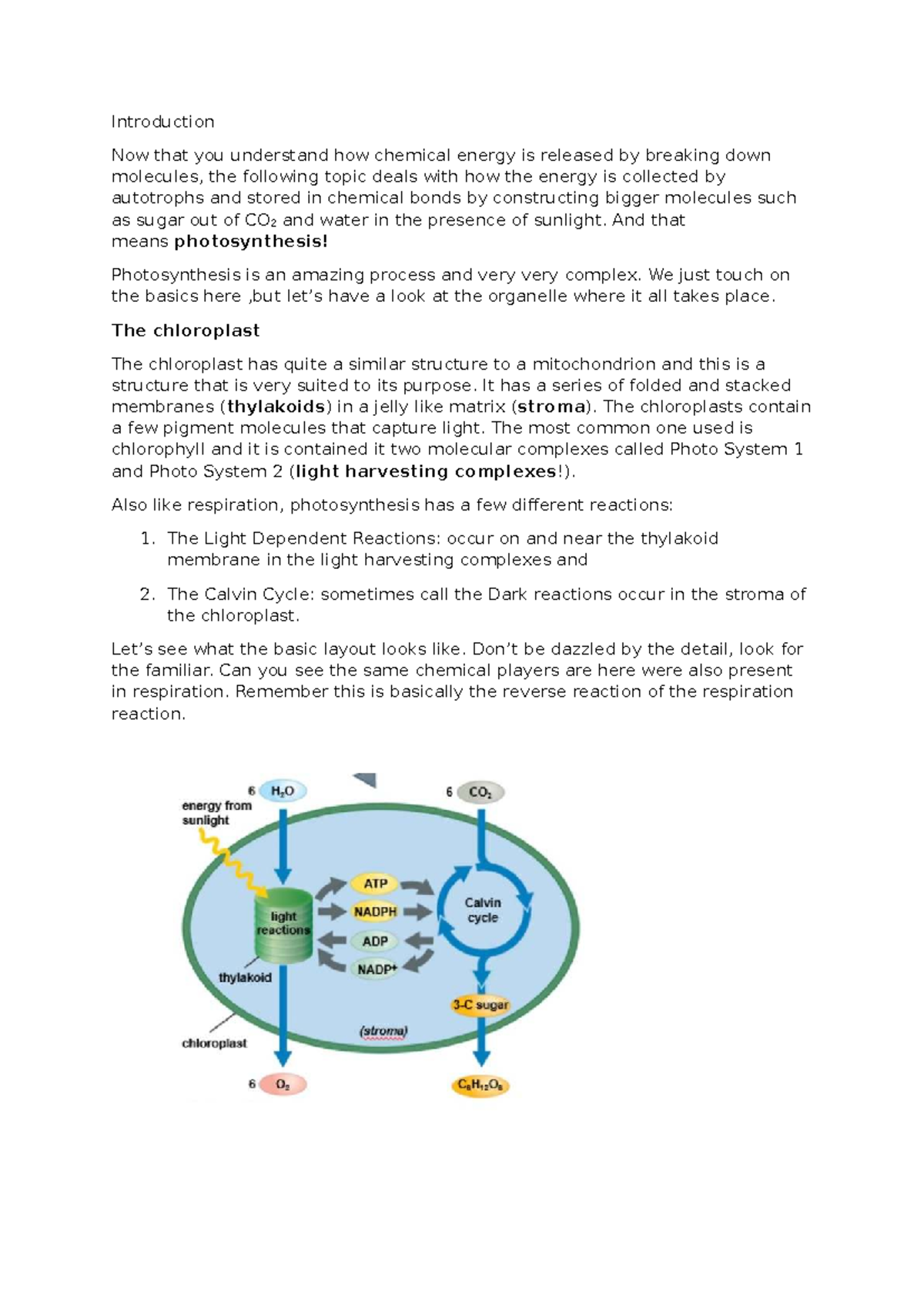 Photosynthesis Overview: Light Reactions & Calvin Cycle - TOPIC 2F WORK ...