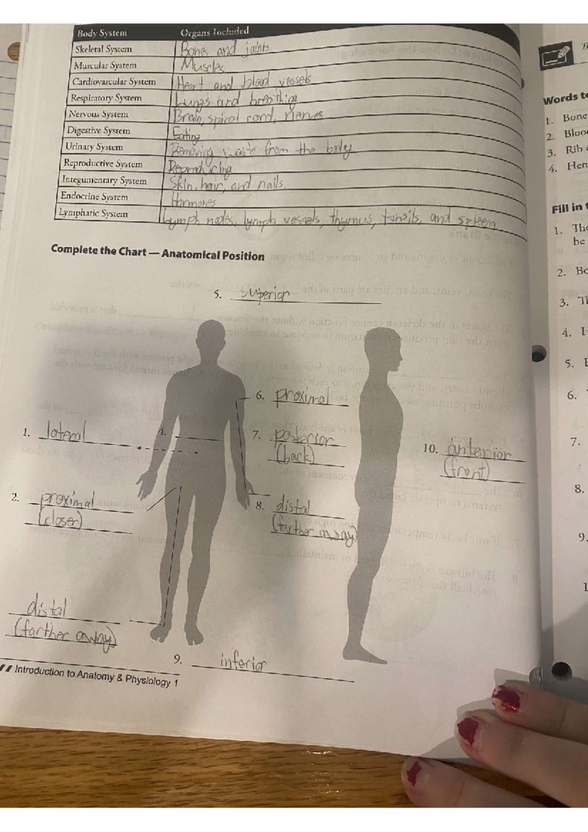 Introduction to Anatomy and Physiology - Course Code AP101 - Studocu