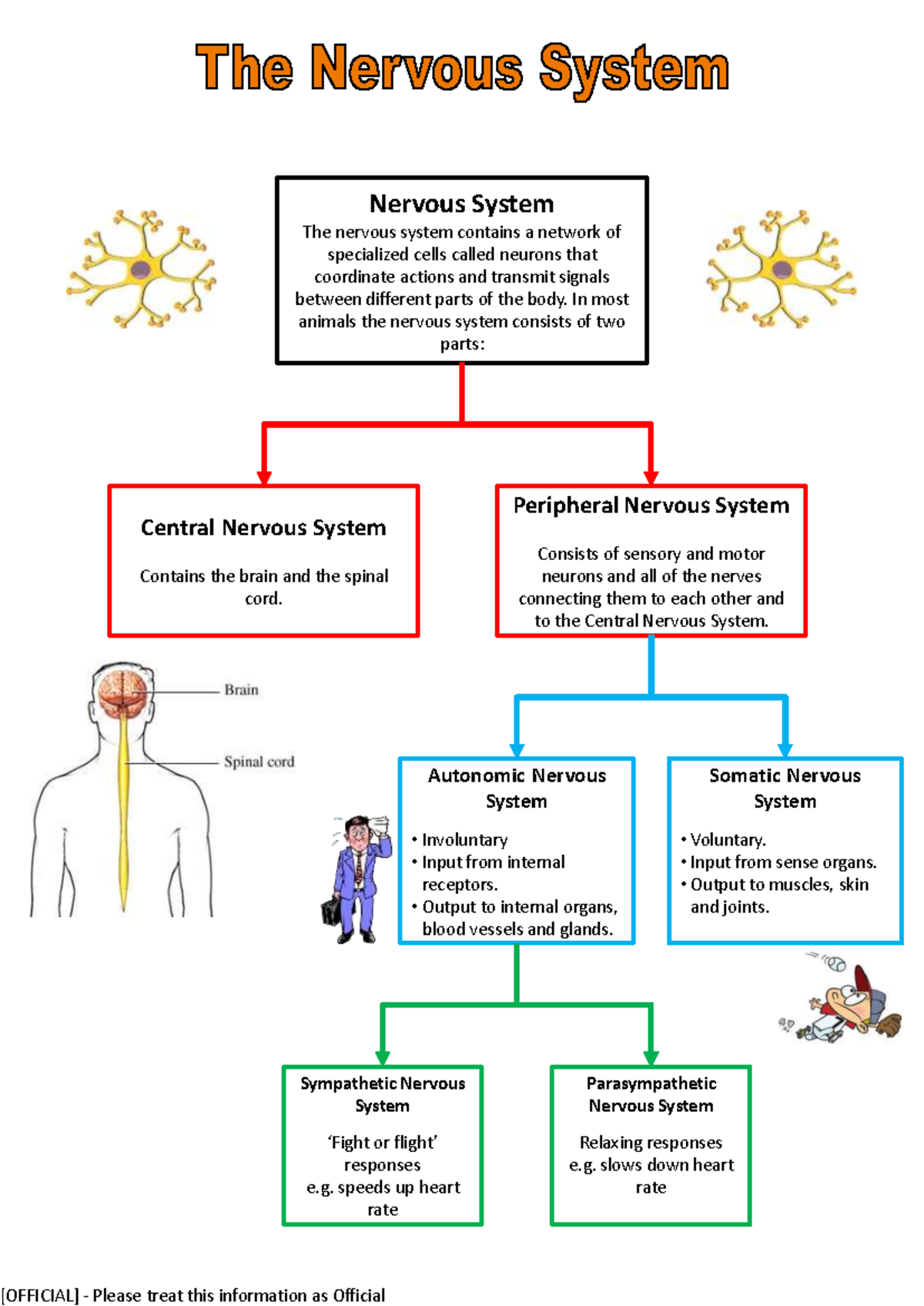 BTEC Level 3 Applied Science: Nervous System Factsheet - Unit 1 - Studocu