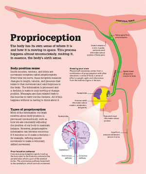 Smell and taste - Receptor cell nerve axons detect odor and send ...