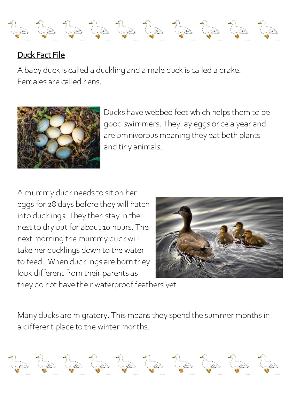 Duck Fact File: Interesting Facts About Ducks and Ducklings - Studocu
