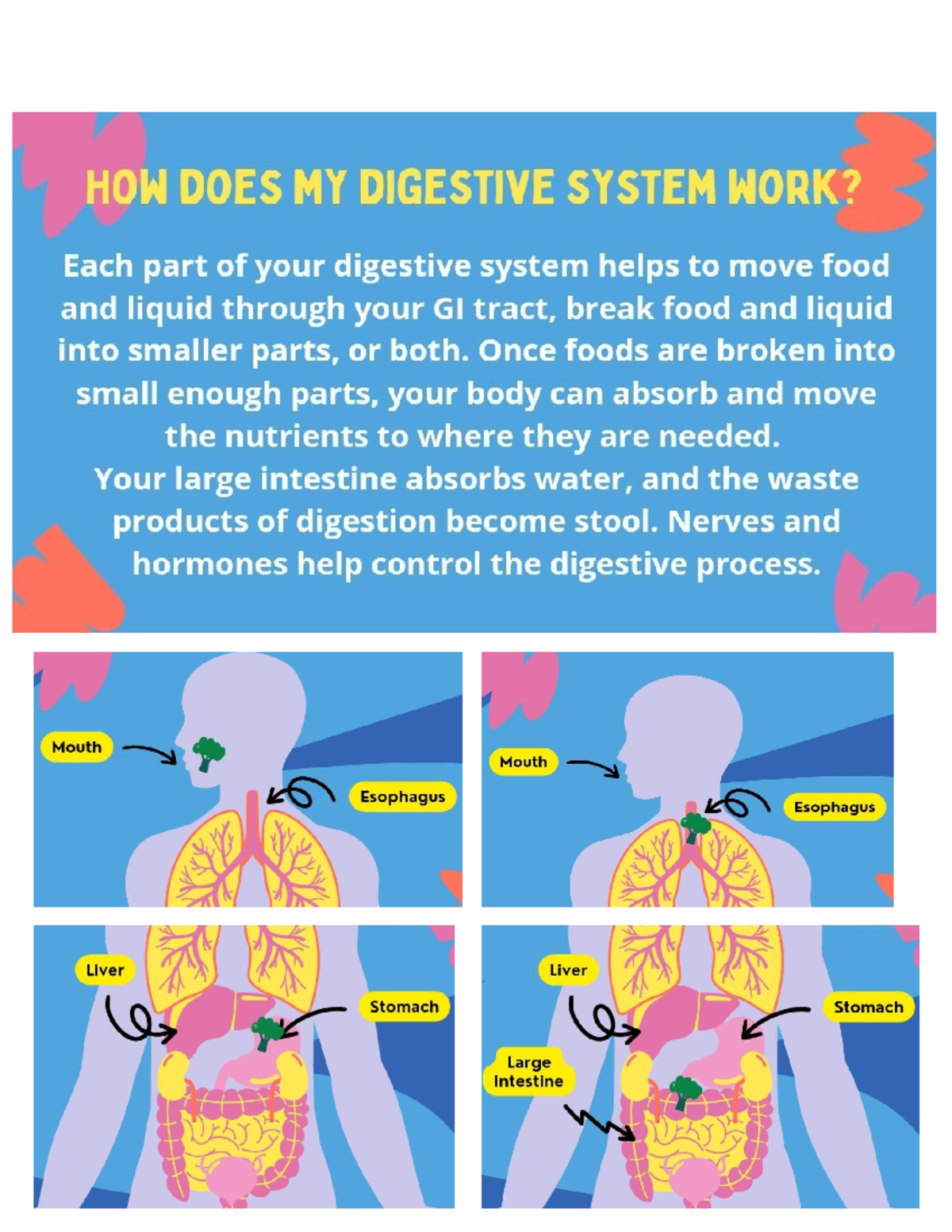 Digestive System Overview: Parts and Functions Explained in English ...