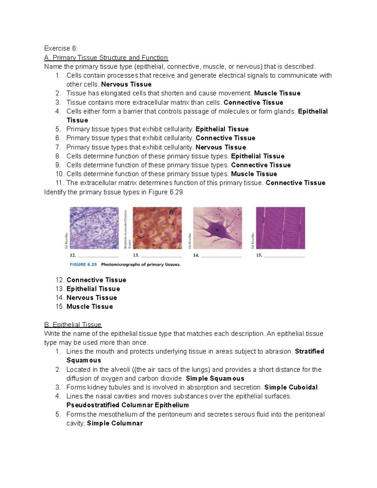 Lab Assignment - Review Your Knowledge: Primary Tissue Types Identification - Studocu