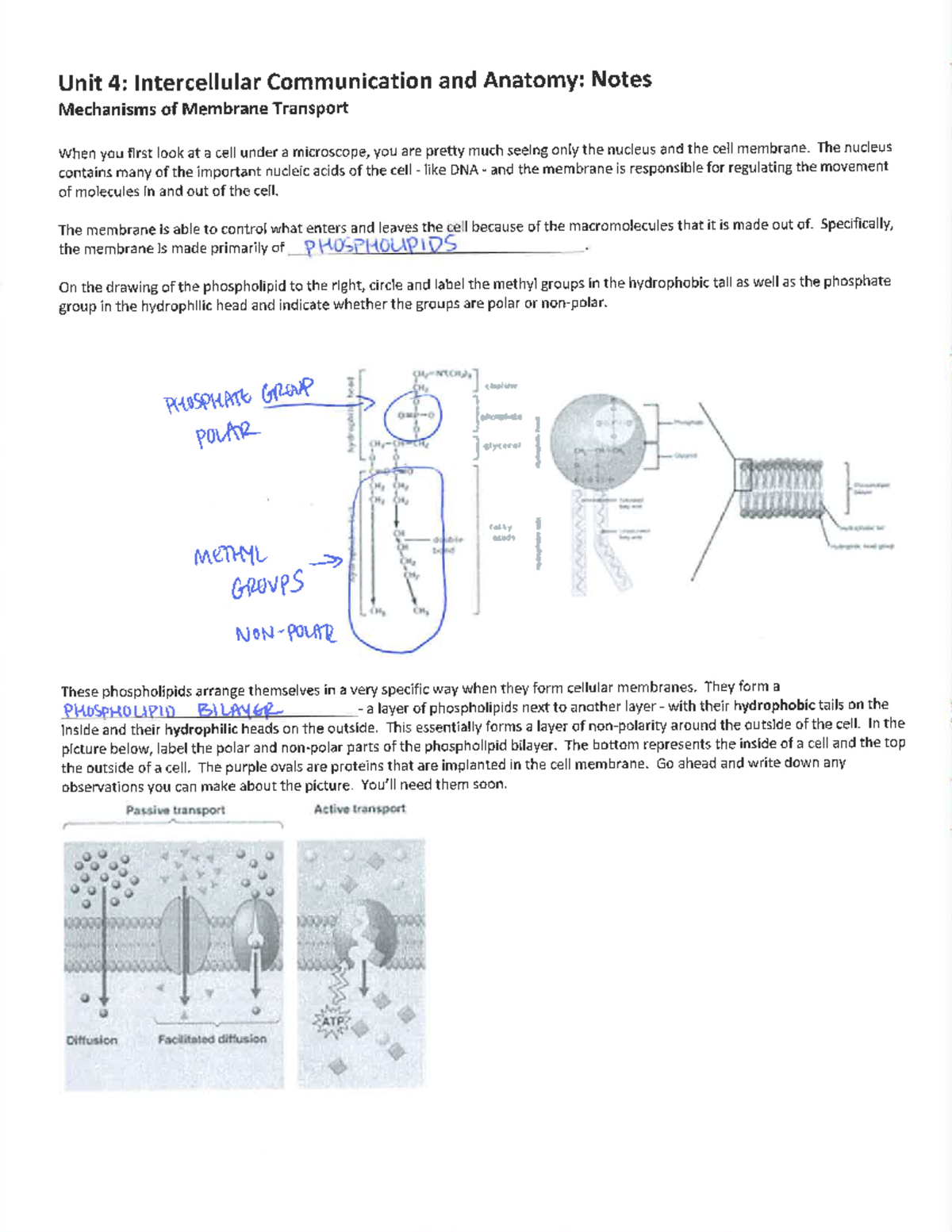 Unit 4: Intercellular Communication & Anatomy - Membrane Transport ...