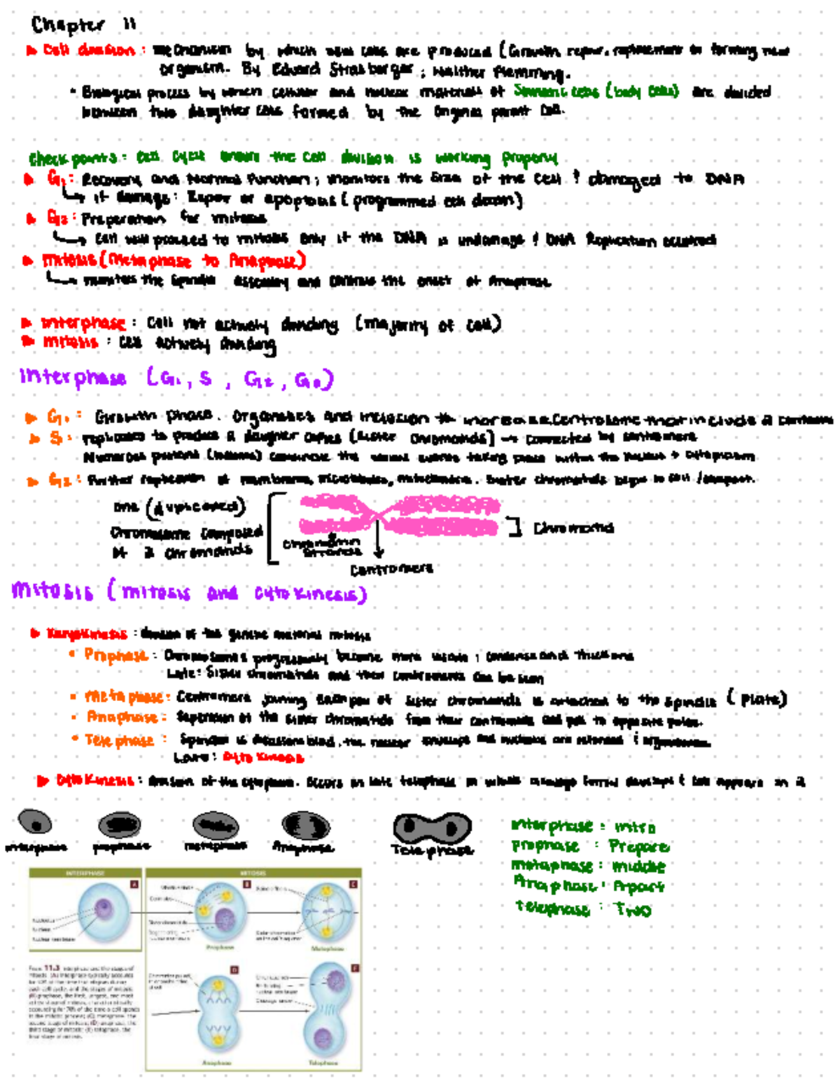 CHEM - Chapter 11: Cell Division & Mitosis Overview - Studocu