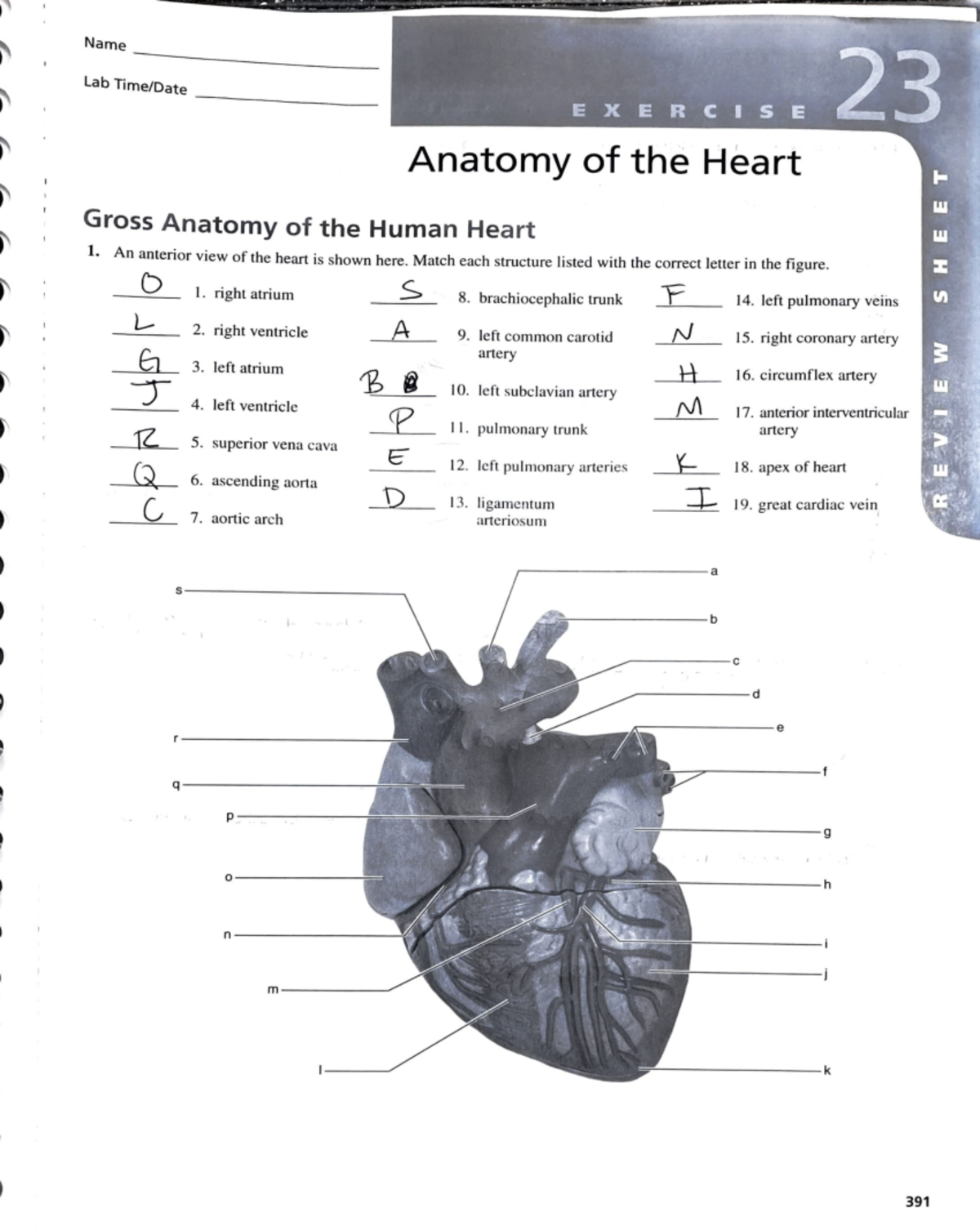 Lab ex 23 - Anatomy of the Heart Dr.Peltzer - Name - Lab Time/Date - EXERCISE Anatomy of the ...