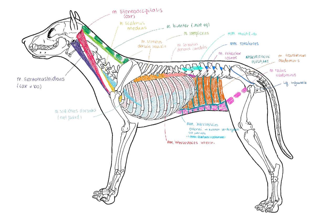 Oefenbladen spieren hond ingevuld - M. sternooccipitalis (car) m ...