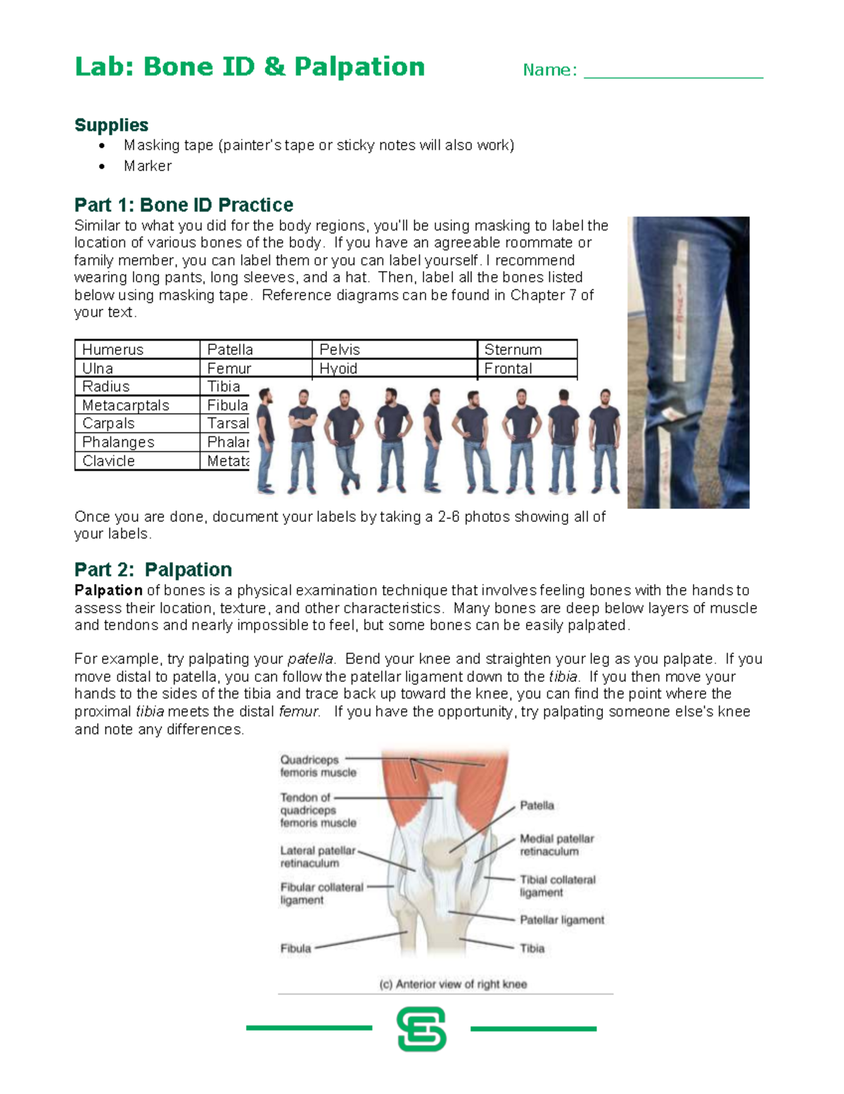 LAB: Bone ID Palpation Exercise for Anatomy Course (6) - Studocu